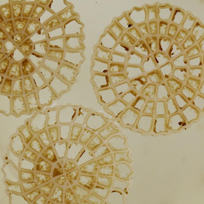 Shock Resistance Plastic MBBR Biocell Filter Media High Surface Area ...